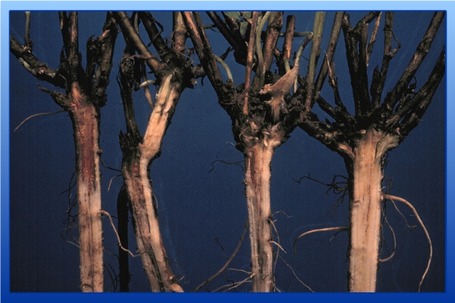 Diseases of Alfalfa - Crown Rot - Slide 17