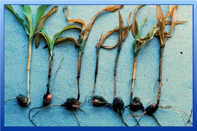 Diseases of Corn - Seedling Blight - Slide 59