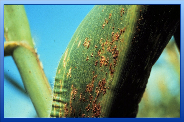 Diseases of Corn - Rust - Slide 60