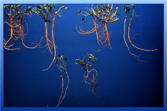 Diseases of Alfalfa - Root Rots - Slide 7