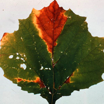 Anthracnose_on_Sycamore_216_x_216 | Plant Disease Diagnostics Clinic