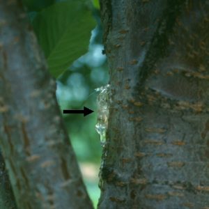 Bacterial Canker | Plant Disease Diagnostics Clinic