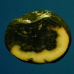 Bacterial Soft Rot | Plant Disease Diagnostics Clinic