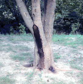 Bacterial Wetwood | Plant Disease Diagnostics Clinic