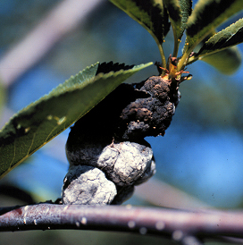 Black Knot | Plant Disease Diagnostics Clinic