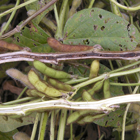 Brown Stem Rot of Soybean | Plant Disease Diagnostics Clinic