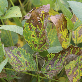 Brown Stem Rot of Soybean | Plant Disease Diagnostics Clinic