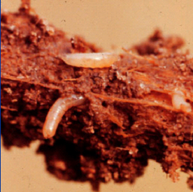 Cabbage_Maggot | Plant Disease Diagnostics Clinic