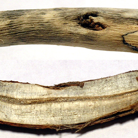 Charcoal Rot of Soybean | Plant Disease Diagnostics Clinic
