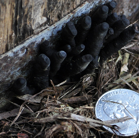 Dead Man’s Fingers | Plant Disease Diagnostics Clinic