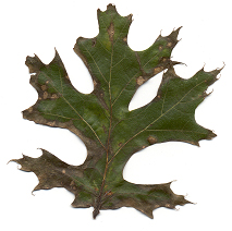 Tubakia | Plant Disease Diagnostics Clinic