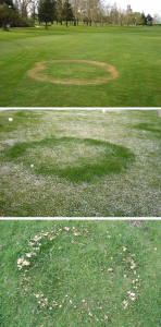 Turf | Plant Disease Diagnostics Clinic