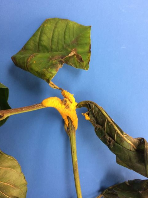 CrownRust | Plant Disease Diagnostics Clinic