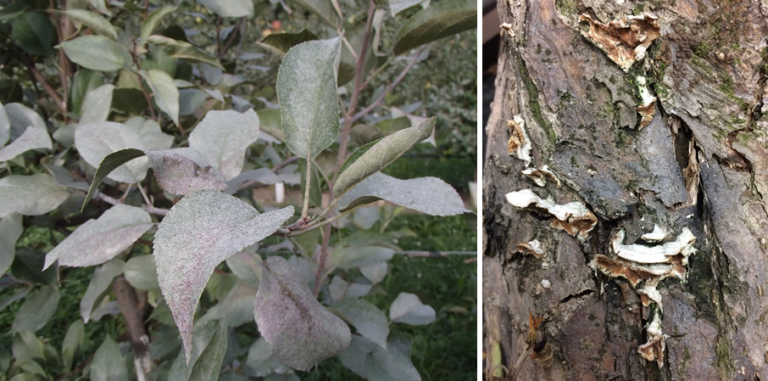 Silver Leaf | Plant Disease Diagnostics Clinic