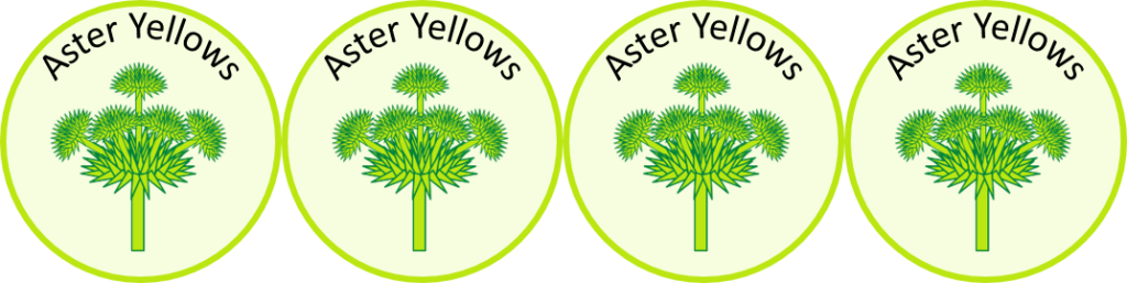 Aster Yellows Quiz | Plant Disease Diagnostics Clinic