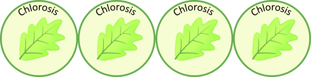 Chlorosis Quiz | Plant Disease Diagnostics Clinic