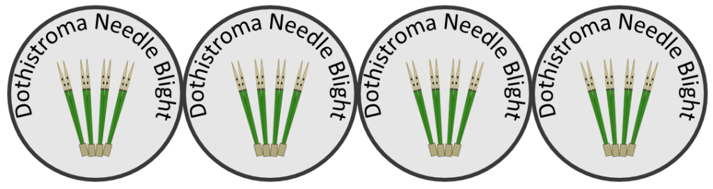Dothistroma Needle Blight Quiz | Plant Disease Diagnostics Clinic