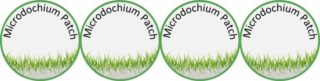 Microdochium Patch Quiz | Plant Disease Diagnostics Clinic