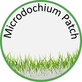 MicrodochiumPatchMedallion | Plant Disease Diagnostics Clinic