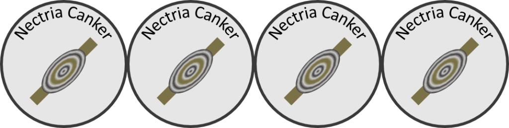 Nectria Canker Quiz | Plant Disease Diagnostics Clinic