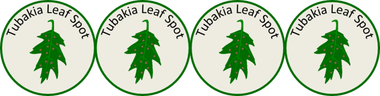 Tubakia (Actinopelte) Leaf Spot Quiz | Plant Disease Diagnostics Clinic